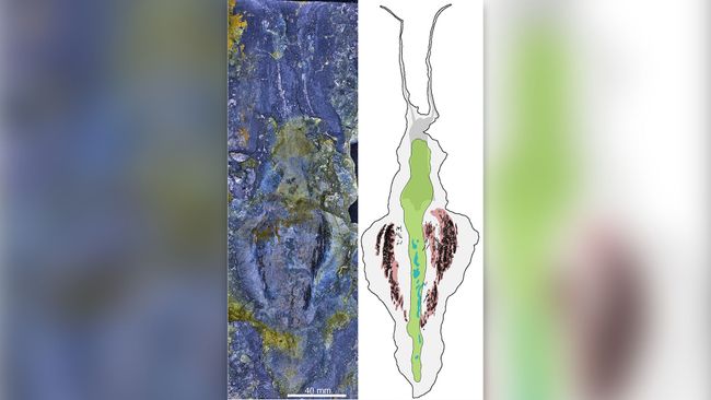 Terror beast' fossils unearthed in Greenland are more than half a ...