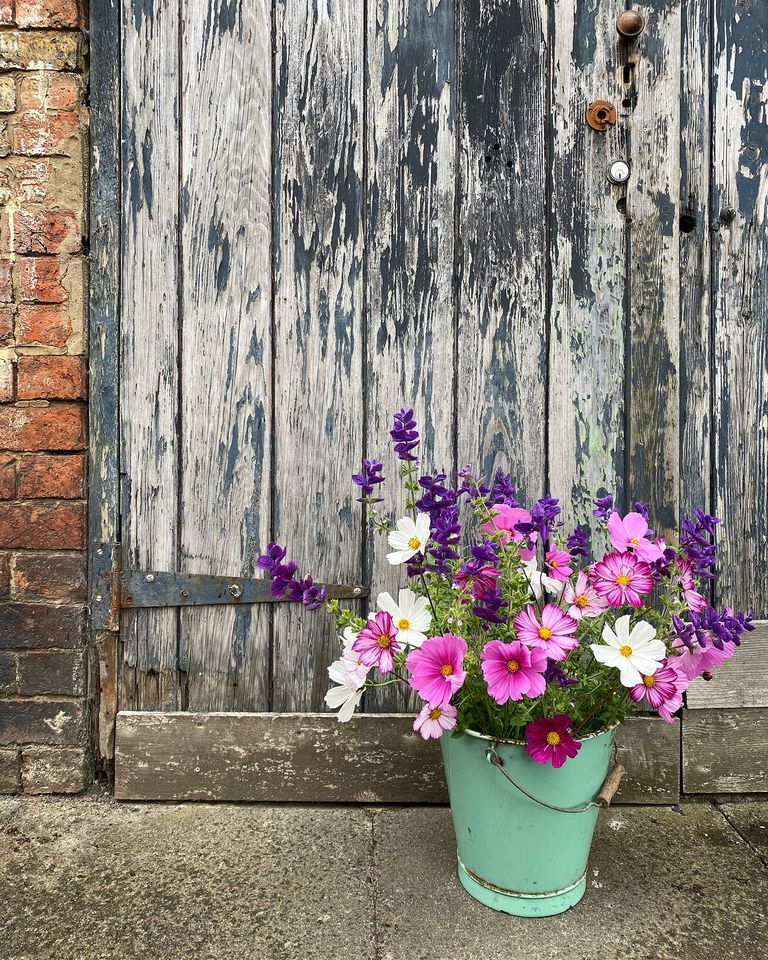 How to grow cosmos: expert tips on when and where to plant | Homes and ...
