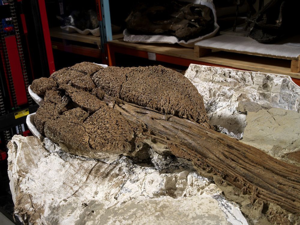 Photos: See the Armored Dinosaur Named for Zuul from 'Ghostbusters' | Live Science