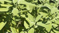 How to propagate grape vines from cuttings or layering | Homes and Gardens