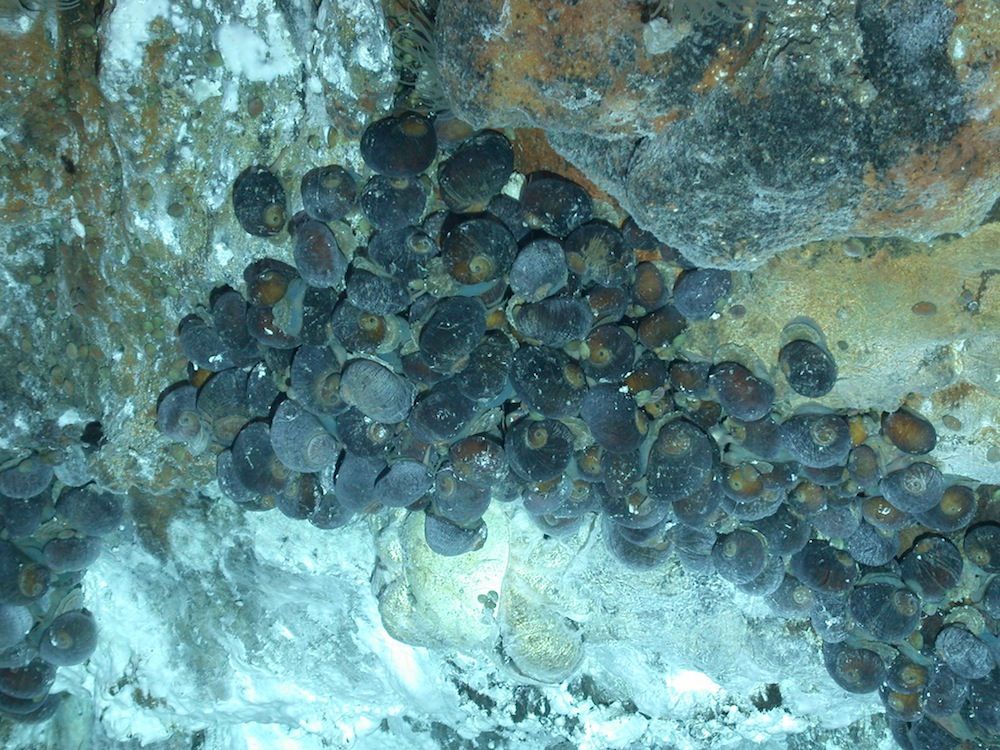 Gallery: Unique Life at Antarctic Deep-Sea Vents: Page 2 | Live Science