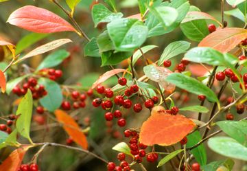 Trees with red berries: our favorite red berry trees | Homes and Gardens