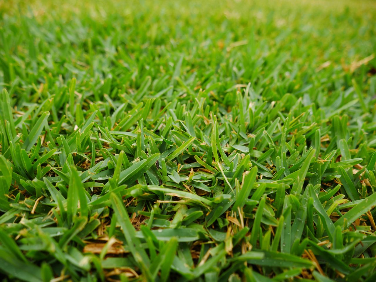 Best fast-growing grass seeds: 10 seeds and sod for your lawn | Homes ...