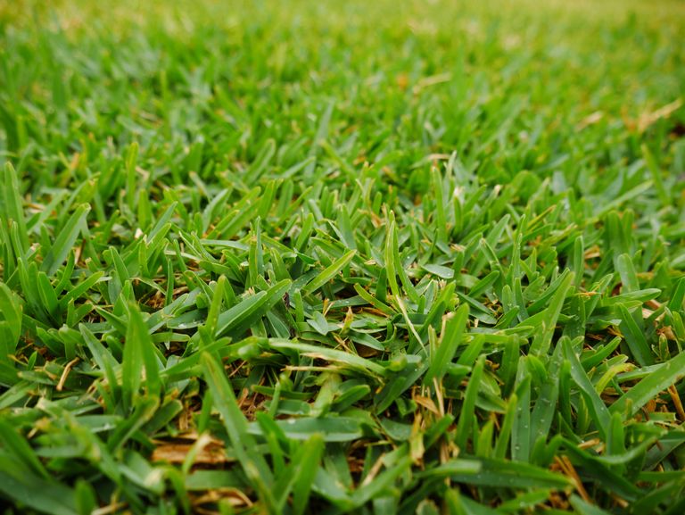 Best fast-growing grass seeds: 10 seeds and sod for your lawn | Homes ...