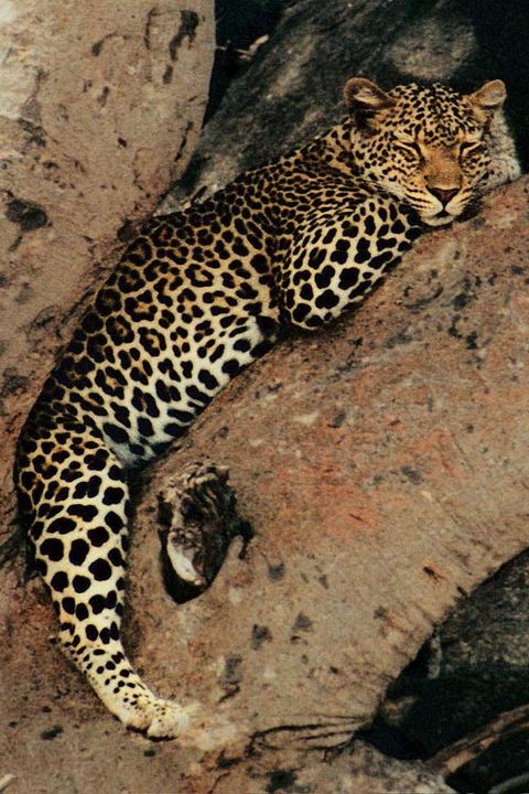 How a Leopard Changes its Spots | Live Science