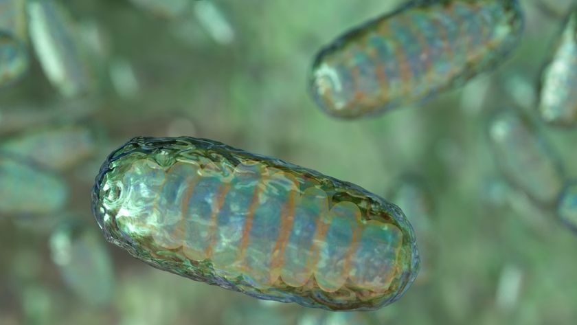 Are You Carrying the Redhead Gene | Ginger Gene DNA | Live Science