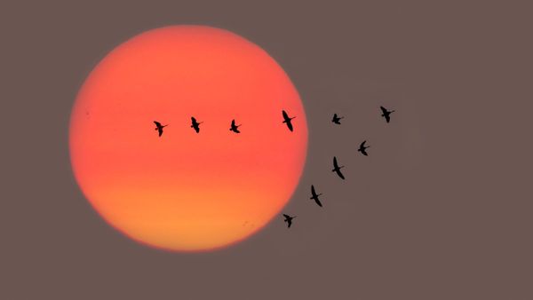 Environment: News, analysis and opinion | The Week