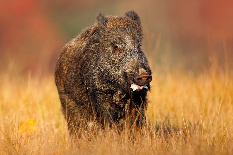 'Vampire' Deer?! 5 South Korean Animals You May See at the 2018 Winter ...