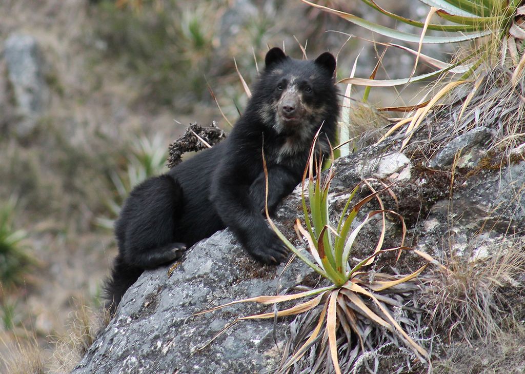 Bear Necessities: Andean Bears Call Machu Picchu Home | Live Science