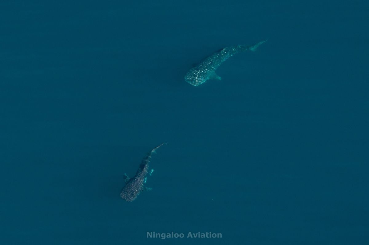 Attempted Whale Shark Mating Caught On Camera For The First Time In History Live Science