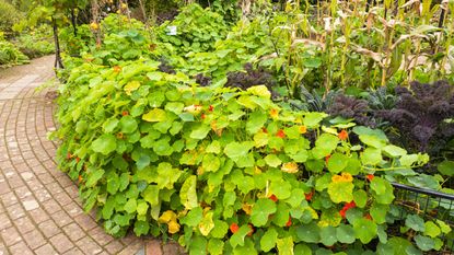 How to design a potager garden for vegetables and flowers | GardeningEtc