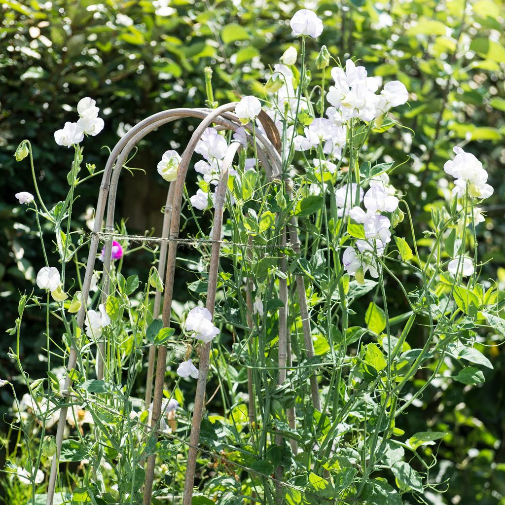 Filler plants for sparse flower beds | Ideal Home