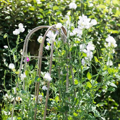 How to care for sweet peas – feeding, watering and more | Ideal Home