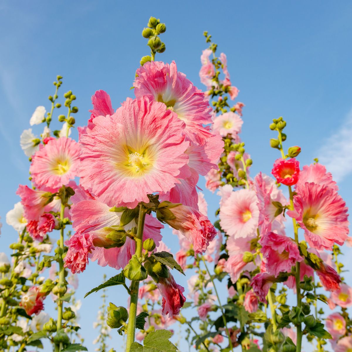 Hollyhock Sun Requirements – Where To Grow For Happy Plants | Gardening ...