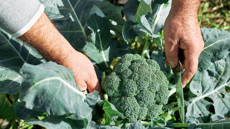 Find Out How To Harvest Broccoli For Tasty, Tender Heads And Stems ...