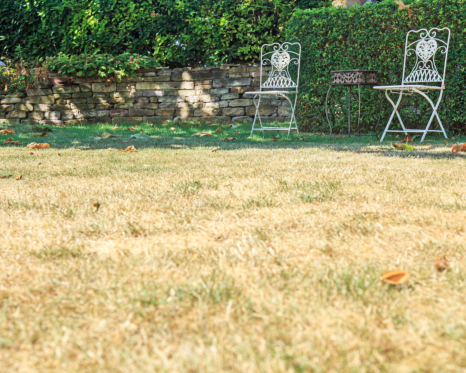 Heat-Stressed Lawn Care: 5 Tips To Help Grass Survive Summer ...
