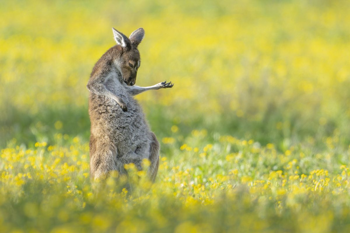 Pointing penguins and rocking roos among Comedy Wildlife Photo Award ...