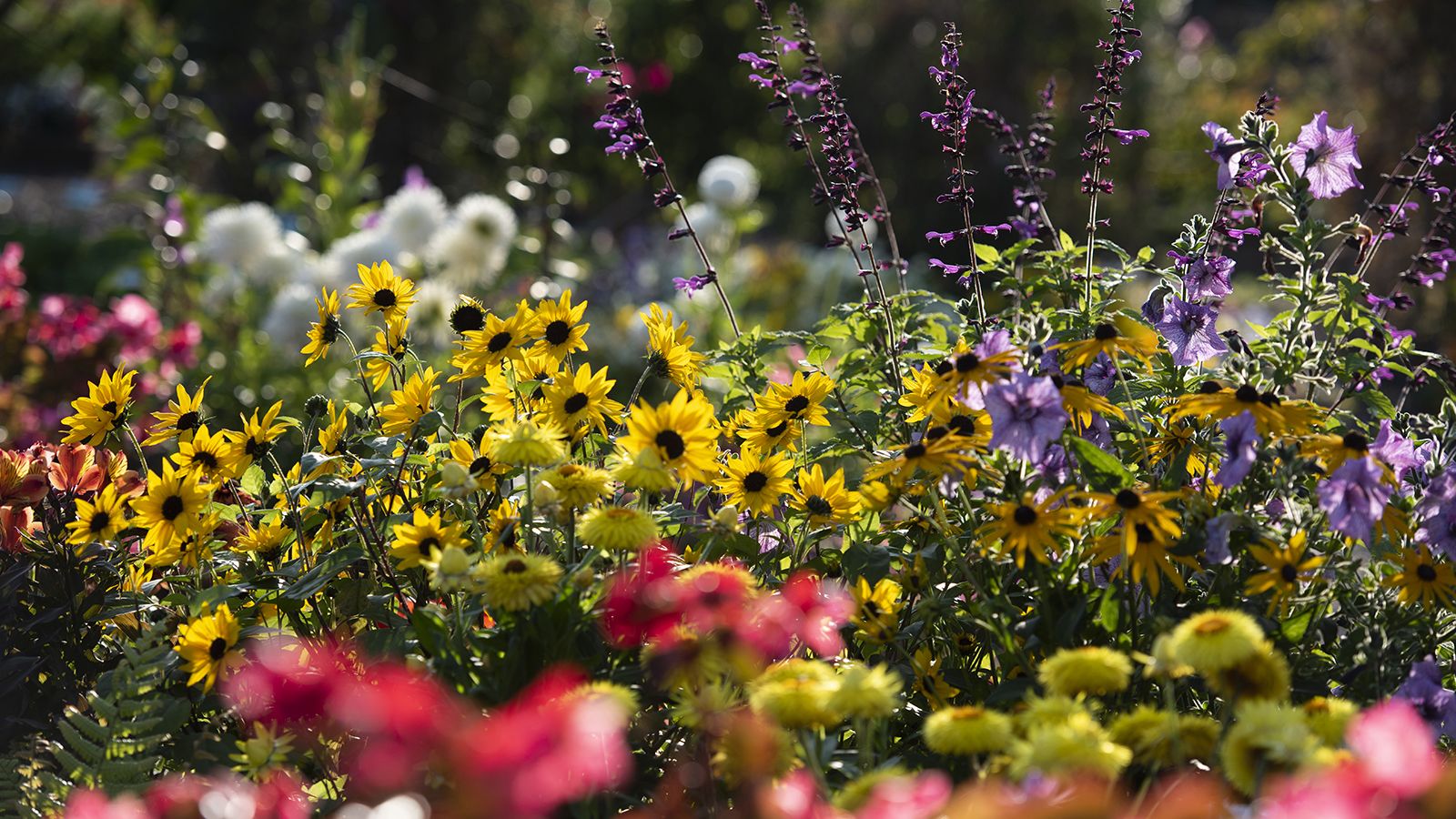 15 of the best plants for full sun | Homebuilding