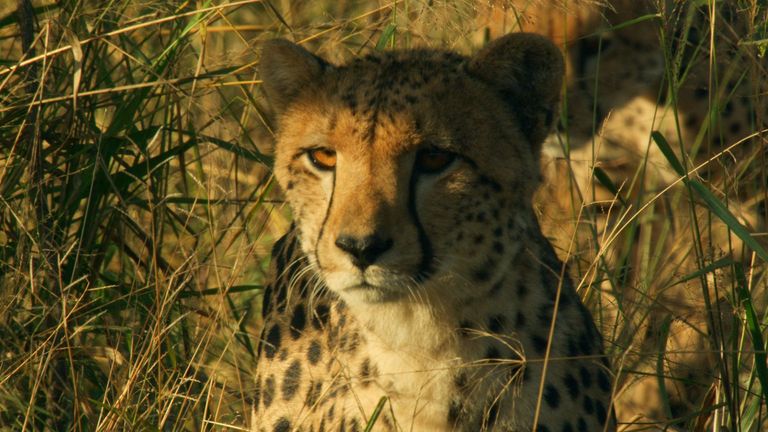 12 Best Shows on Quibi | How to Watch Shows on the Quibi App | Marie Claire