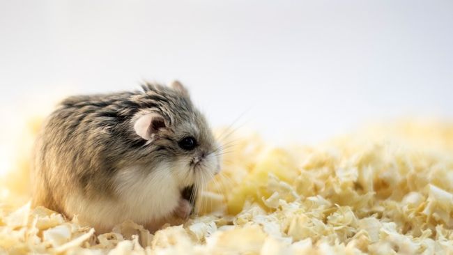 5 hamster breeds: which furry friend is right for you? | PetsRadar