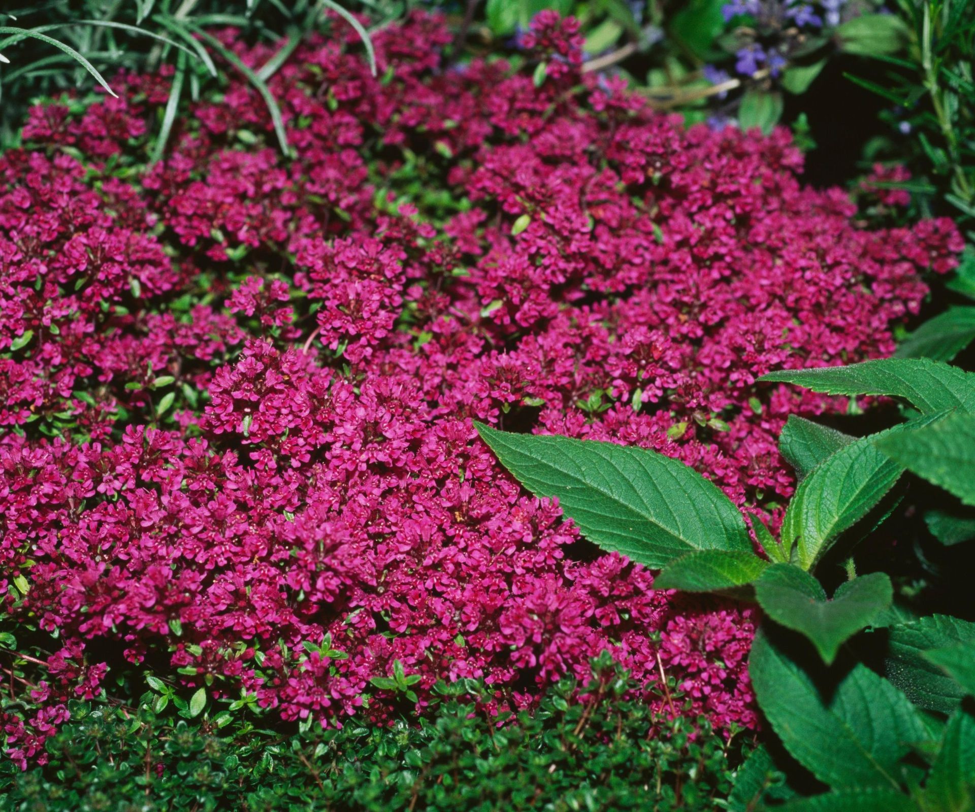 7 benefits of a red creeping thyme lawn | Homes and Gardens