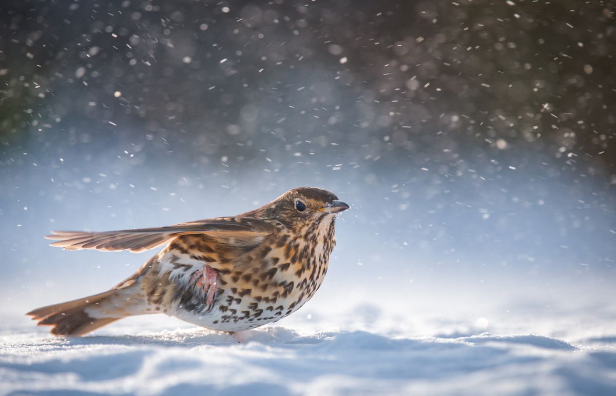 How to capture stunning winter wildlife – Part 2: subjects close to ...