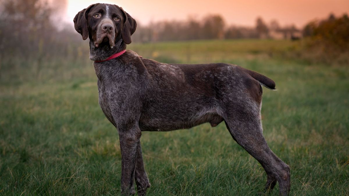 21 types of large breed dogs | PetsRadar