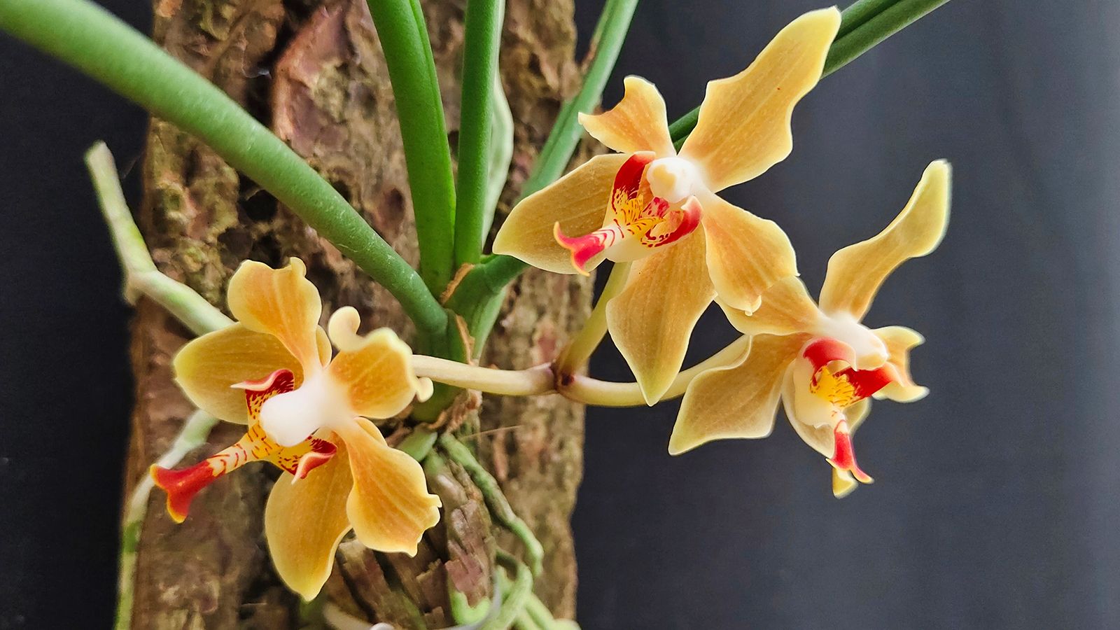 Mounting An Orchid: Step-By Step Guide For Stunning Displays ...