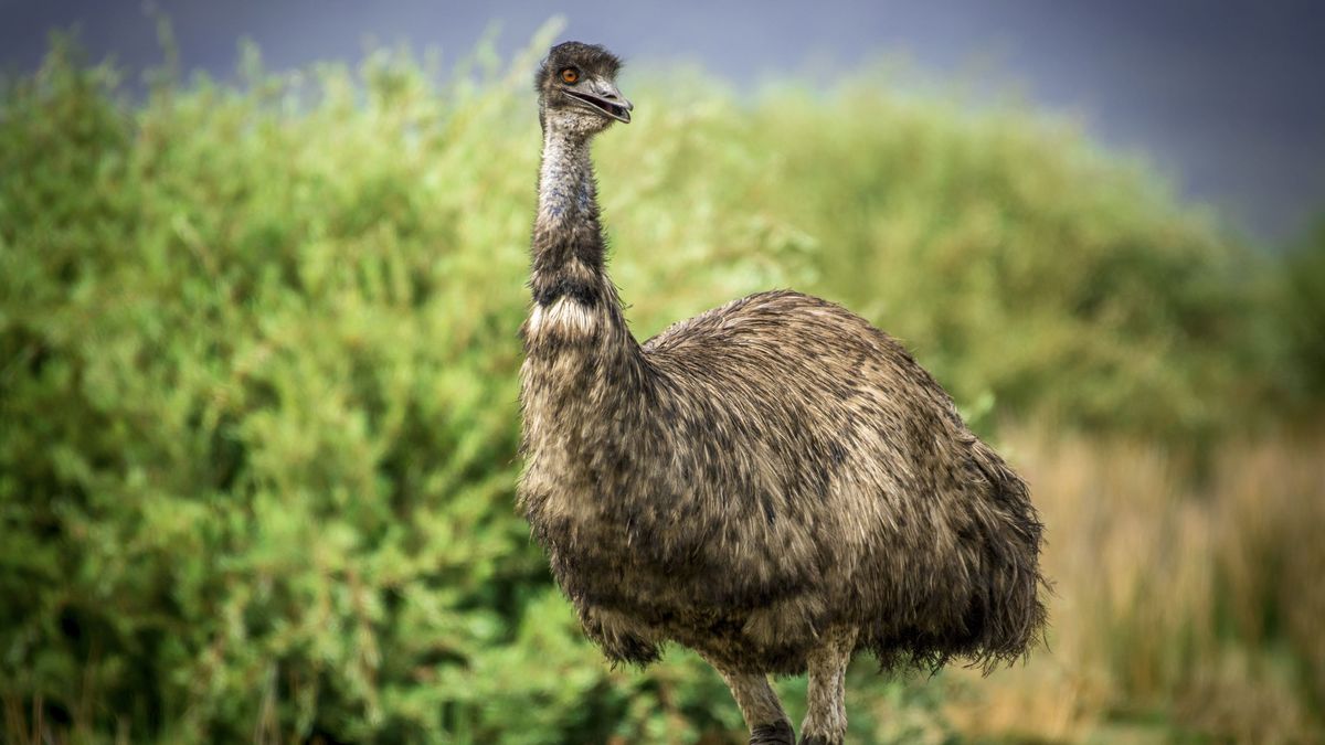 14 of the biggest birds on Earth | Live Science