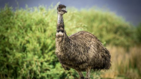 14 of the biggest birds on Earth | Live Science