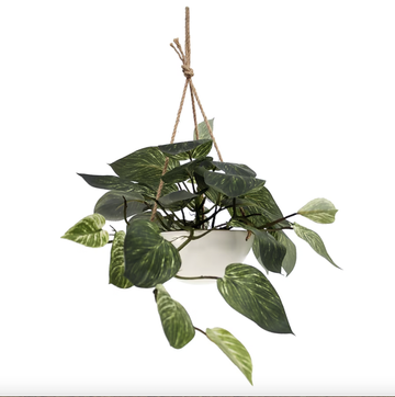 How to Care for a Pothos Plant: An Expert Guide | Livingetc
