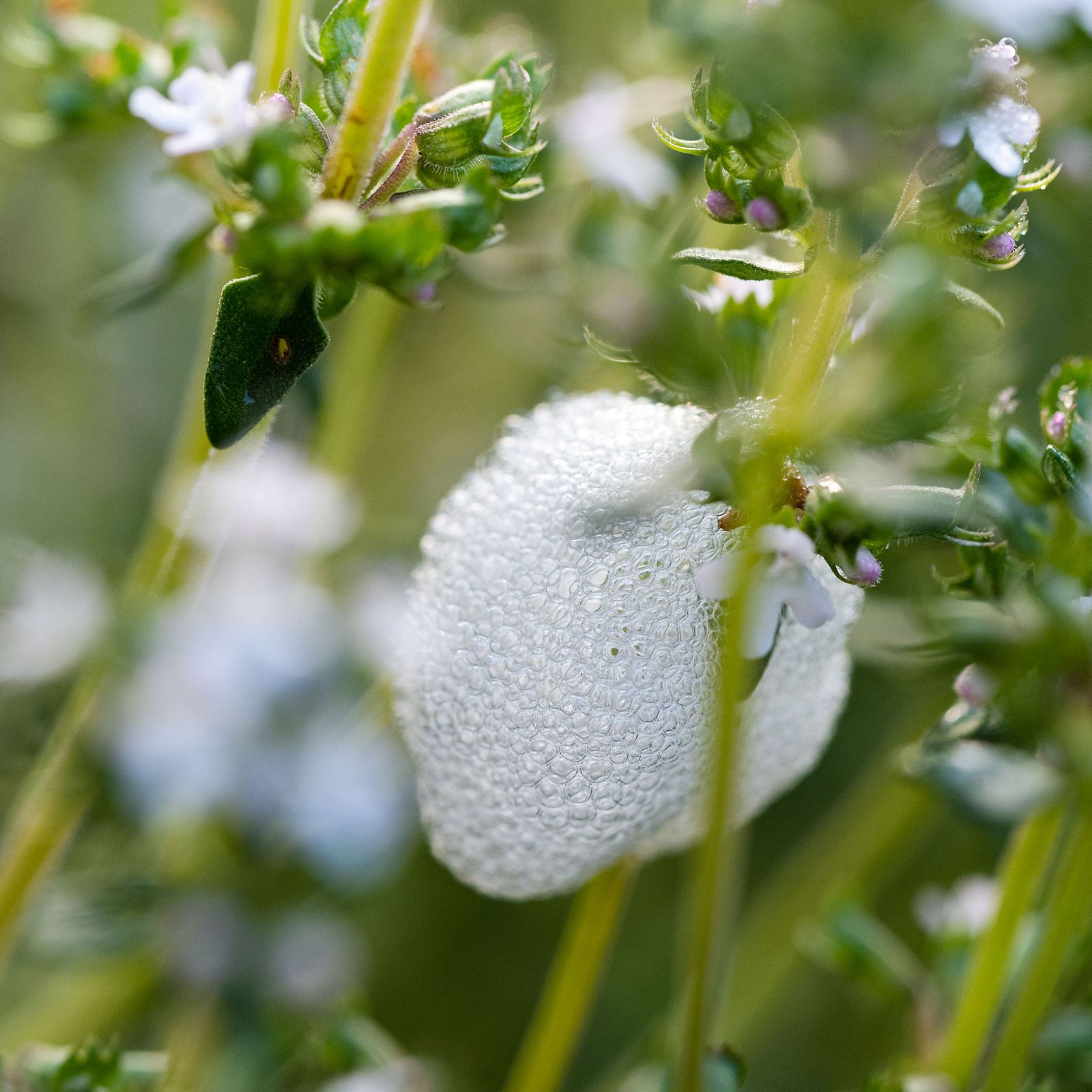 Froth on plants? Experts warn homeowners as potentially dangerous ...