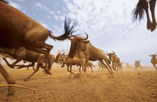 Quest for Survival: Photos of Incredible Animal Migrations | Live Science