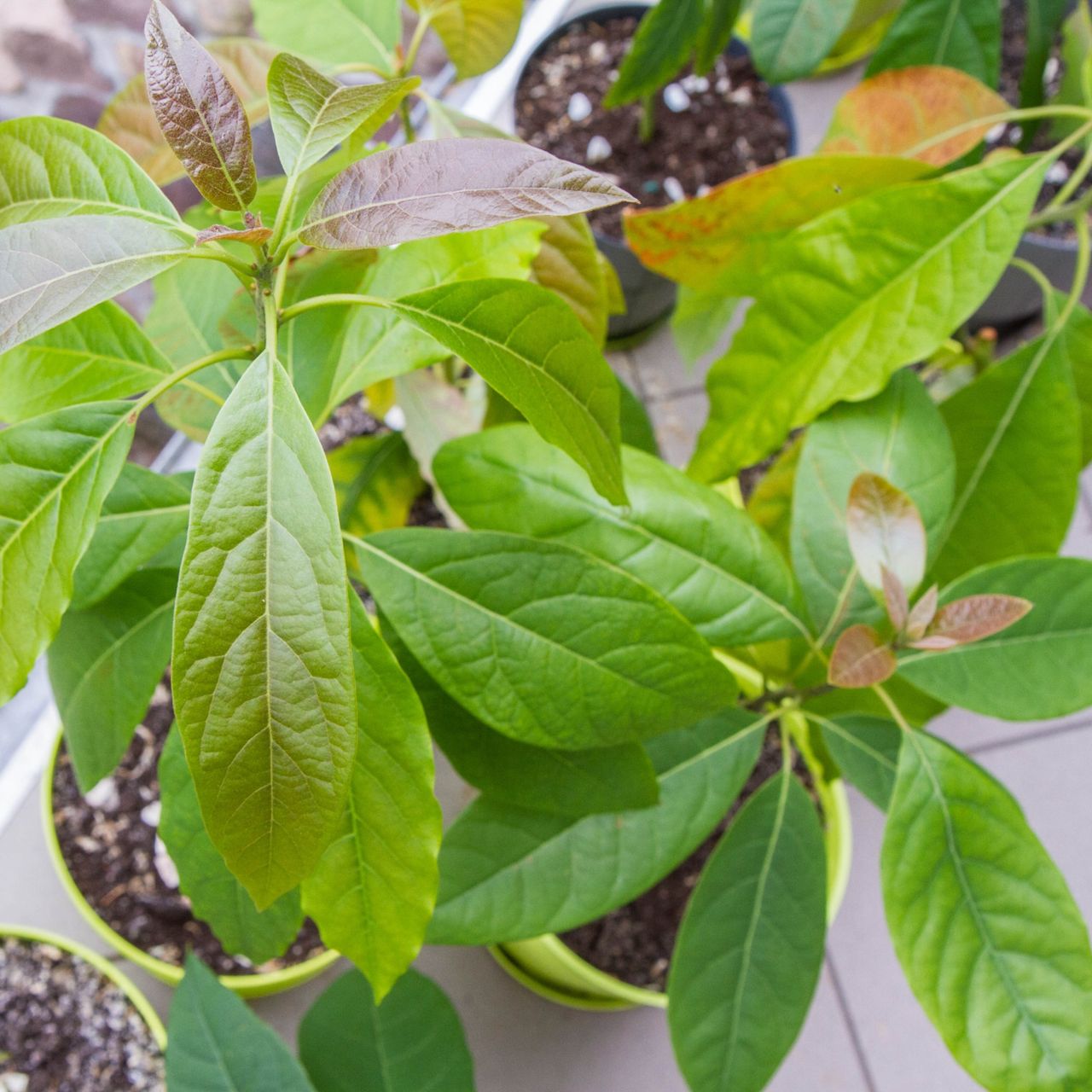 How to grow avocado from stone: a step-by-step guide | Ideal Home