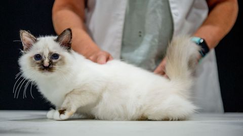 Birman cats: 32 things you didn’t know about this breed | PetsRadar