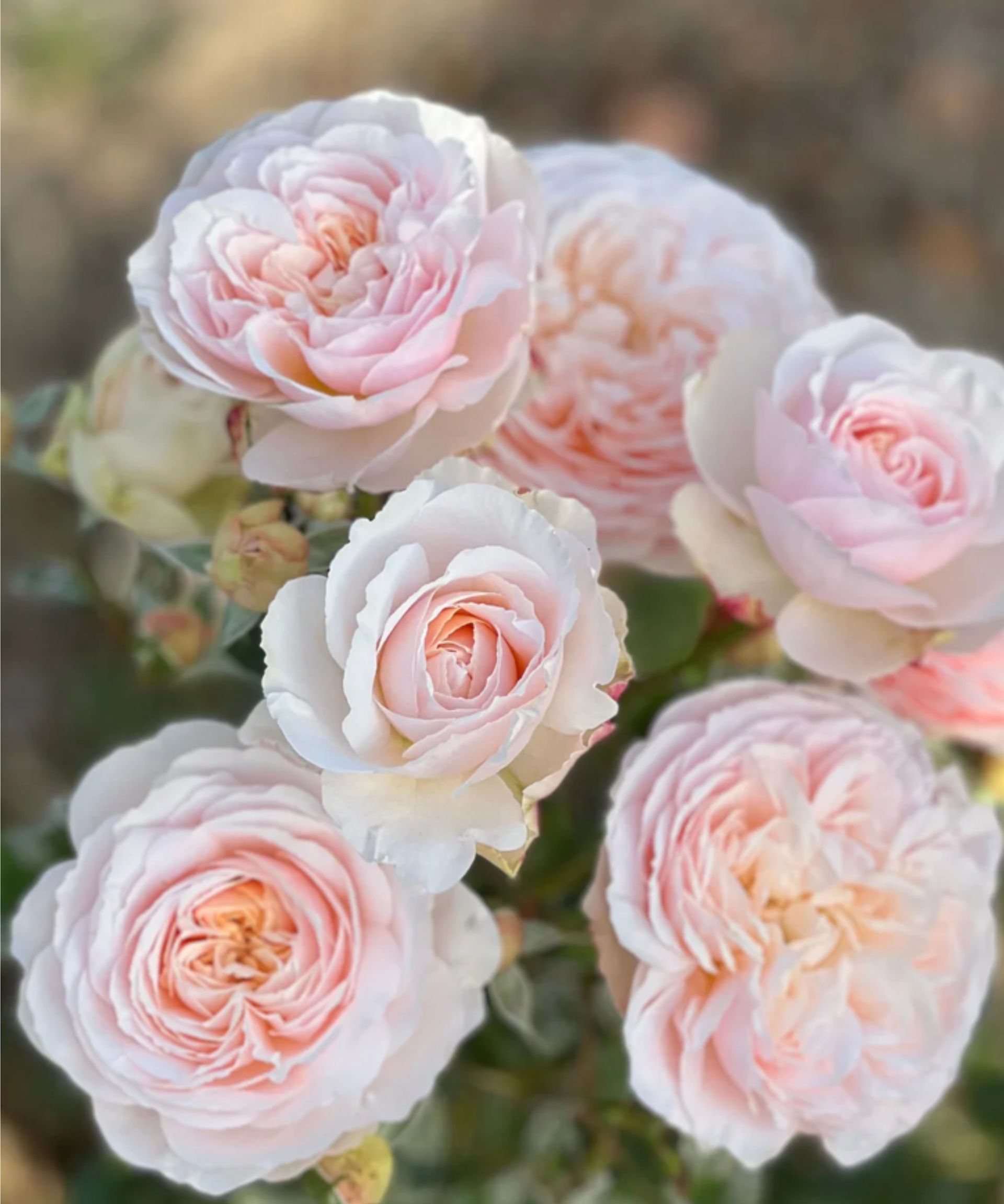10 best rose varieties according to a professional grower | Homes and ...