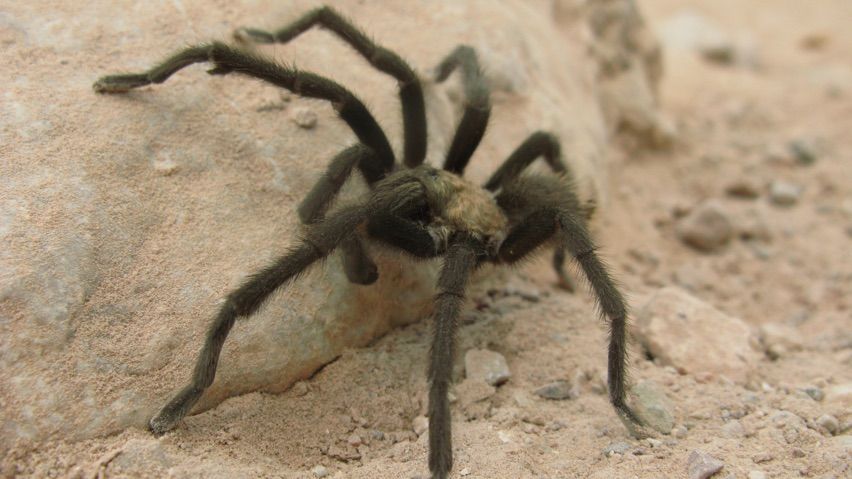 Desert Tarantulas: Photos of the Amazing Arachnids of the Sonoran ...