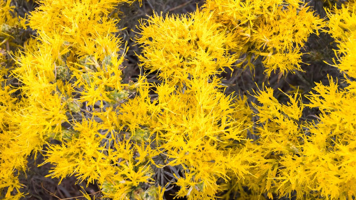 Best Care For Chamisa Shrubs: How To Grow Rubber Rabbitbrush ...