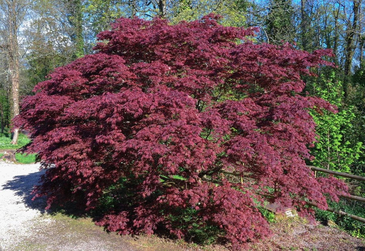 Zone 5 Japanese Maple Trees - Growing Japanese Maples In Zone 5 Gardens ...