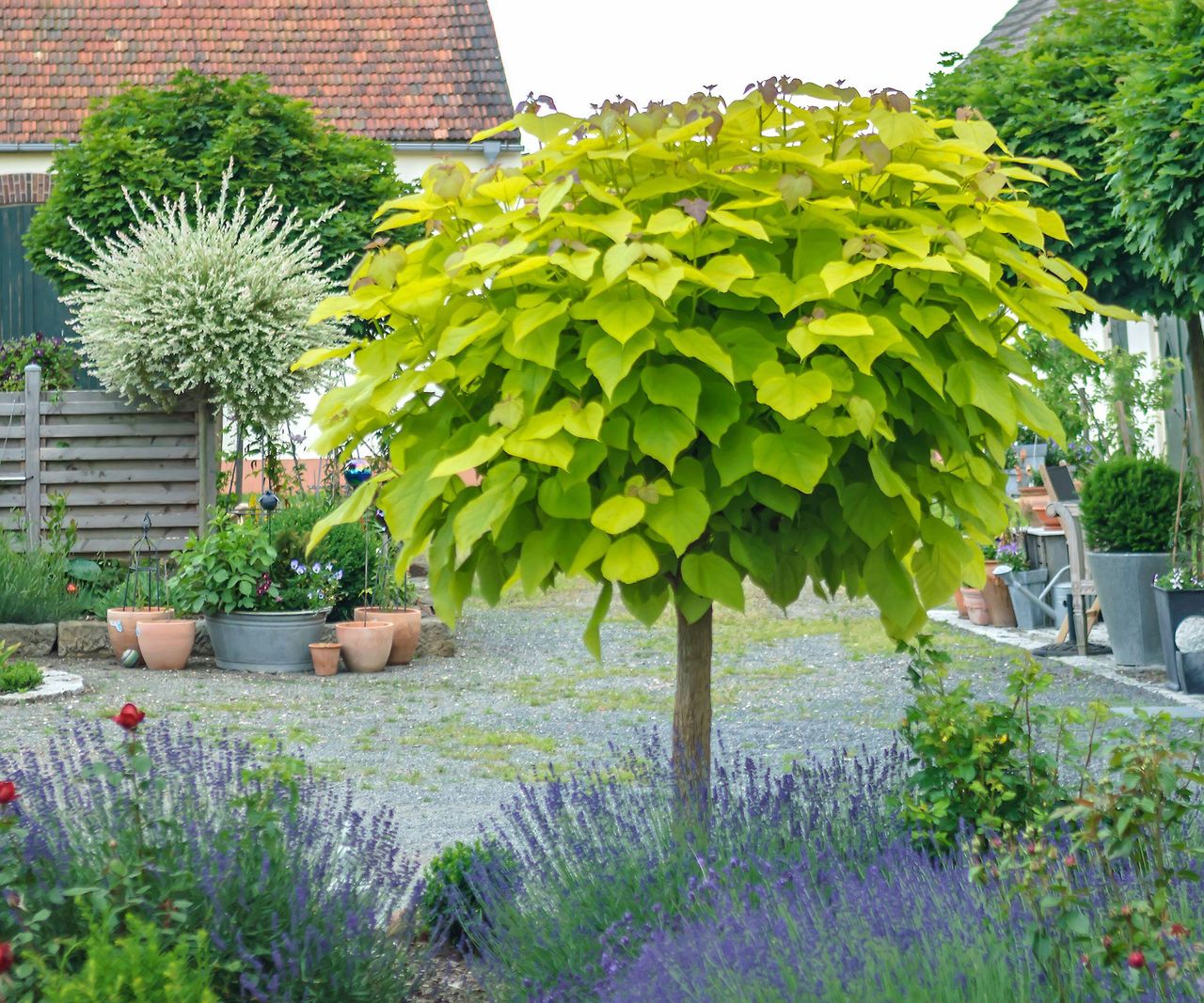 Catalpa care and growing guide: expert tips to follow | Homes and Gardens