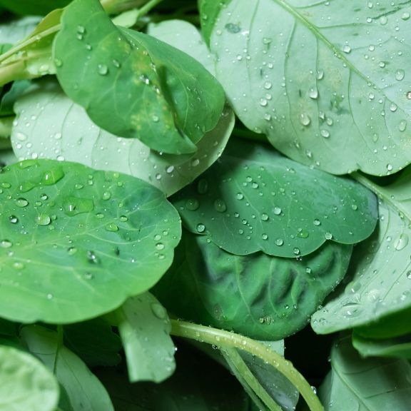 Five GREAT Reasons to try Papalo | Gardening Know How