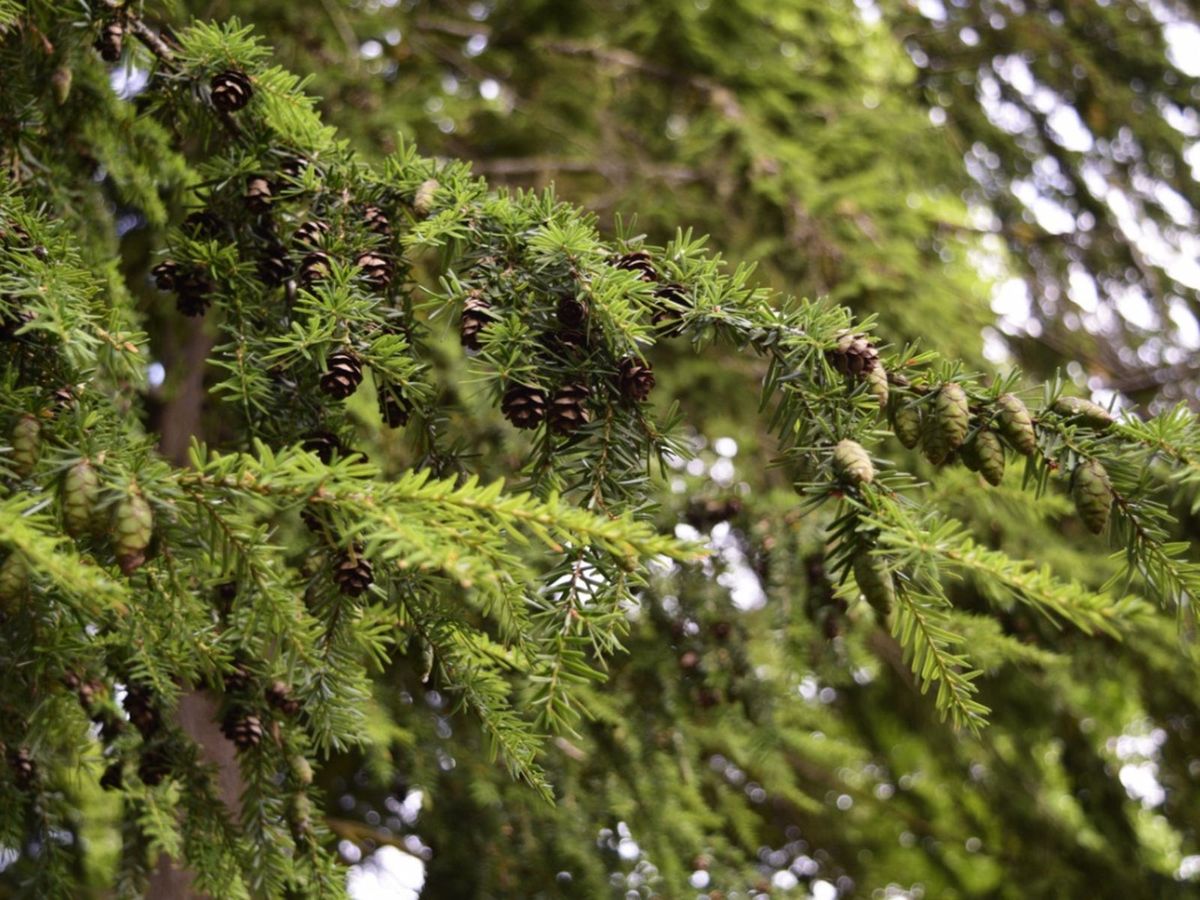 Hemlock Pruning: Tips For Trimming Hemlock Trees | Gardening Know How