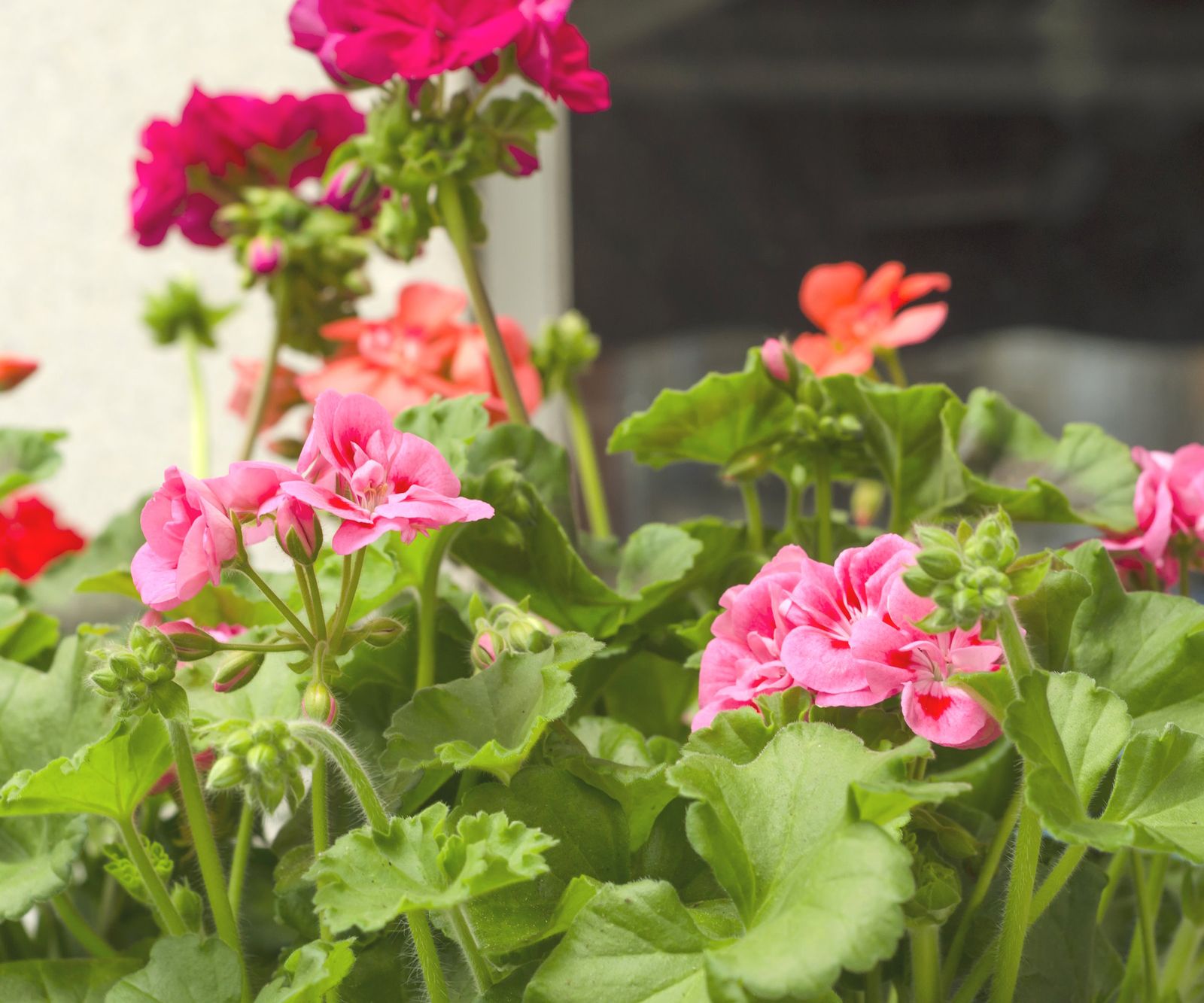 Best filler plants for sparse flower beds: 5 top picks | Homes and Gardens