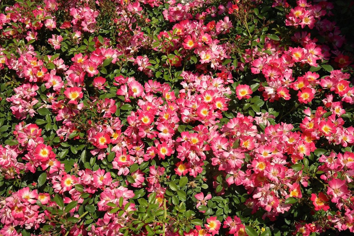 Companion Plants For Drift Roses: Plants That Grow Well With Drift Rose ...