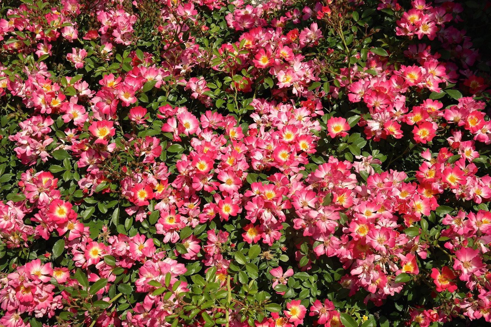 Companion Plants For Drift Roses: Plants That Grow Well With Drift Rose ...