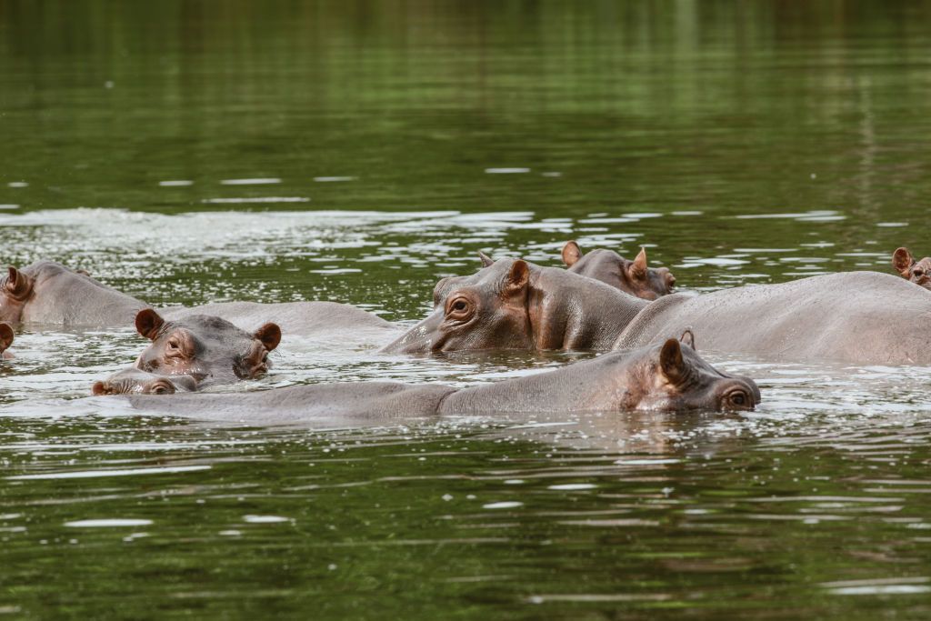 Colombia proposes shipping invasive hippos to India and Mexico to ...