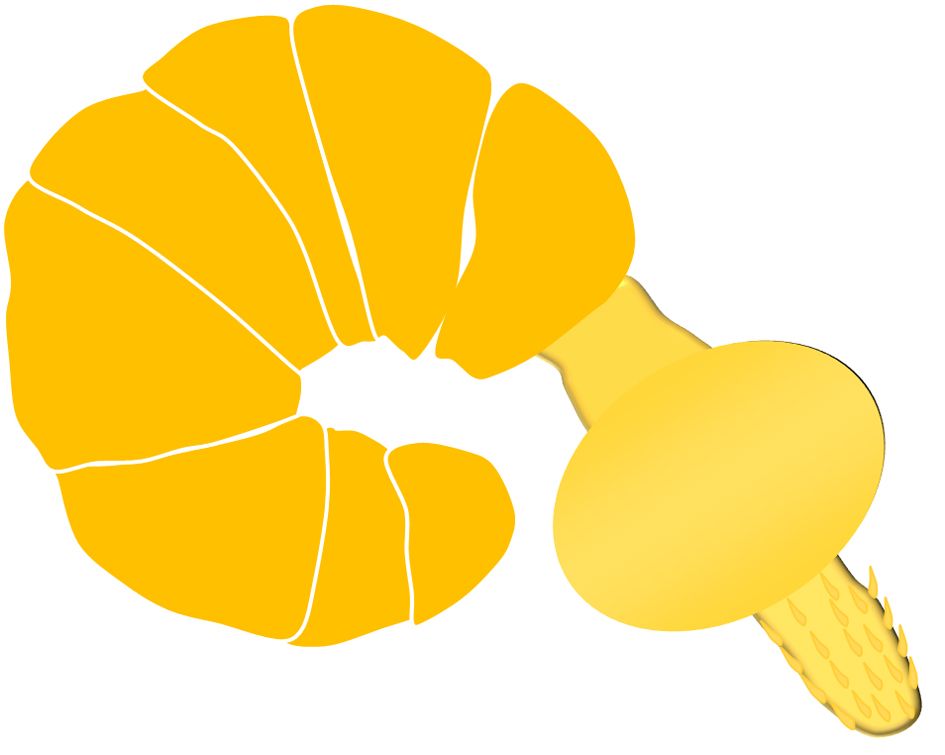 Spiny-Headed Worm Inspires Skin Graft Tech | Wound Healing | Live Science