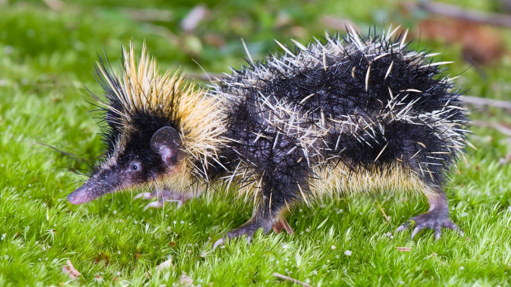 Weird and unusual animals you’ve not heard of before | PetsRadar