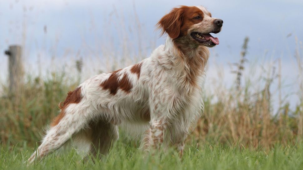Brittany Spaniel: Breed profile and information | PetsRadar