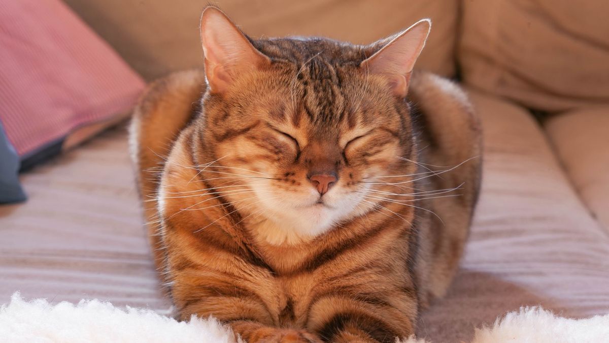 32 weird cat behaviors that you’re worried about | PetsRadar